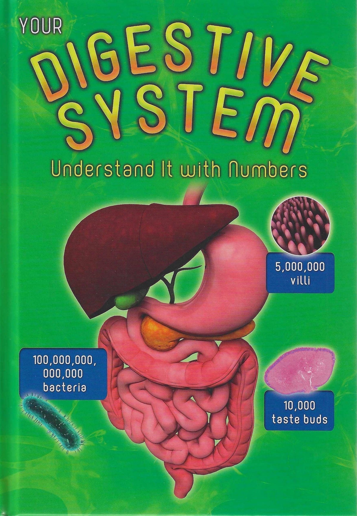 Your Digestive System : Understanding Them with Numbers — Spellbound ...